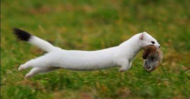 Les furets sont des animaux domestiques très attachants et très joyeux.
